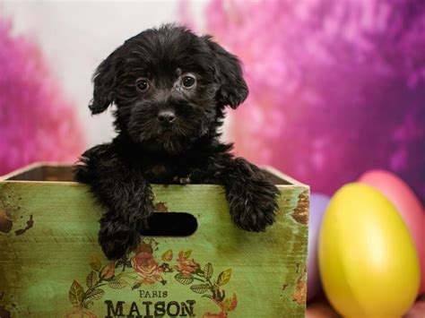 Silky Poo Pet City Pet Shops