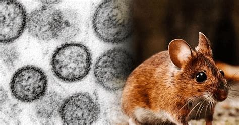 Hantavirus En Panamá Cuáles Son Los Síntomas Y Qué Se Sabe Del Primer