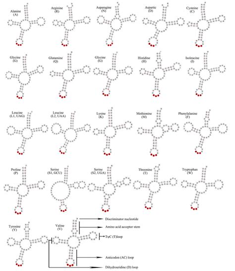 5分 细胞器基因组好文！多线南蜥线粒体基因组及比较基因组研究 知乎