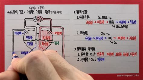 심장 구조와 혈액 순환 Youtube