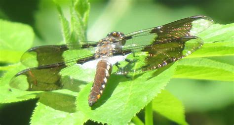 Libellulidae Plathemis Lydia Bugguidenet