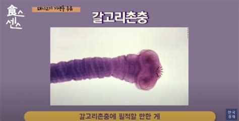 기생충 괜히 쫄았네 돼지고기도 이젠 덜 익혀 먹는다 네이버 블로그