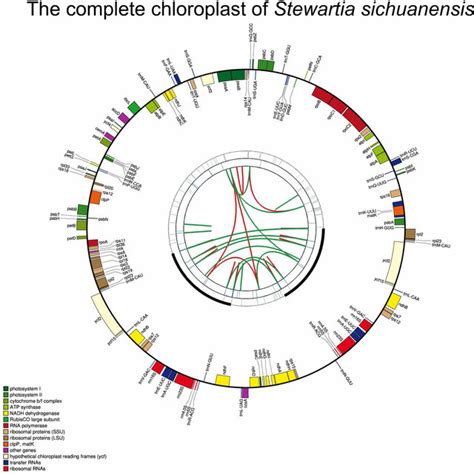 Schematic Representation Of The Stewartia Sichuanensis Chloroplast