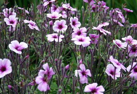 Trei Flori Minunate Pentru O Gradina Cu Sol Argilos