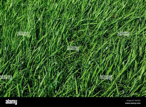 Rye Grass Water Requirements At Caitlyn Tooth Blog