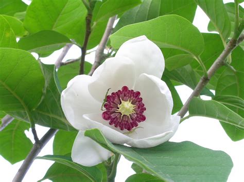 회원 사랑방 이근구 산목련 함박꽃