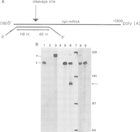 Ribozyme Mediated Cleavage Of Npt Mrna After Cotransfection Of The