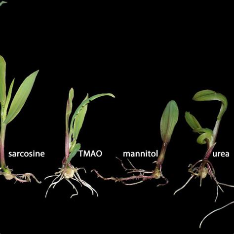 Effect Of Osmolytes On O6 Mutant Plant Growth Several Osmolytes From