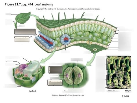 Parts Of A Leaf Pt 1 Diagram Quizlet
