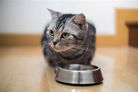 Why Does My Cat Lick Food But Not Eat Vet Answer Catster