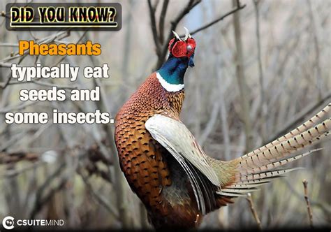 Fact Pheasants Typically Eat Seeds And Some Insects