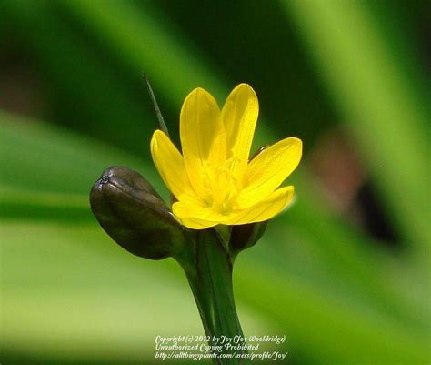 Yellow Eyed Grass Sisyrinchium Californicum In The Sisyrinchiums