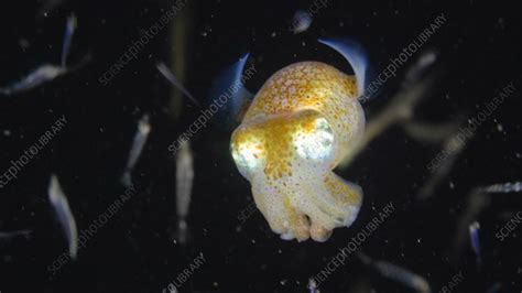 Bobtail Squid Stock Video Clip K0083153 Science Photo Library
