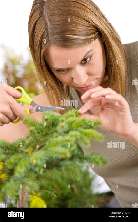 Gardening Woman Trimming Spruce Tree Stock Photo Alamy
