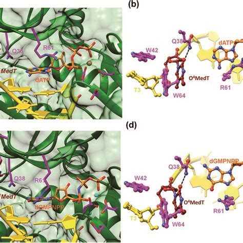 Detached Arrangement Of Incoming Purine Nucleotide Triphosphate And Download Scientific Diagram