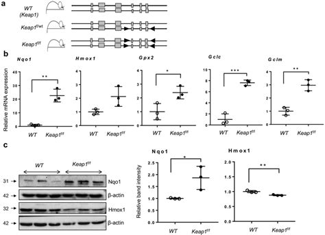 Increased Expression Of Nrf2 Target Genes In Lungs Of Newborn Keap1