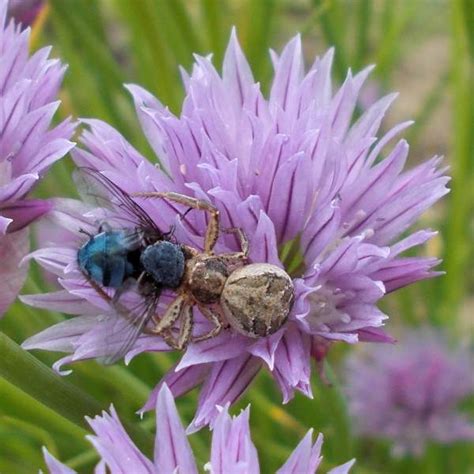 Solve Crab Spider Caught The Fly Jigsaw Puzzle Online With 64 Pieces