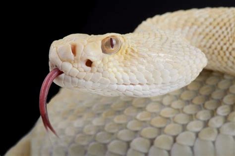Arizona Snakes Identification Guide Beginner Friendly Info