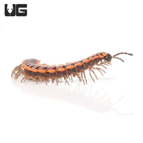 Orange Dragon Millipede Desmoxytes Planata For Sale Underground
