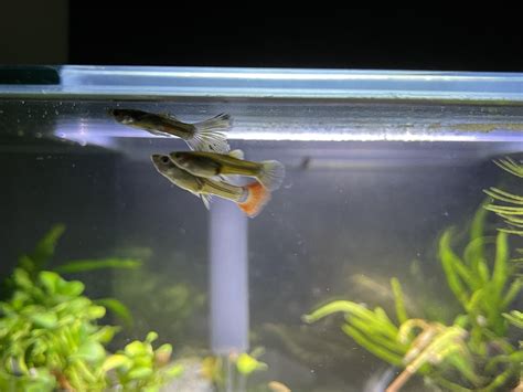 Does Anyone Know The Sex Of These 3 Guppies Rfish