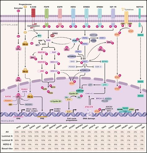 Deciphering Breast Cancer From Biology To The Clinic Cell