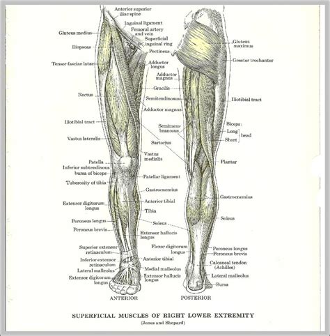 Anatomy Of The Human Leg Muscles