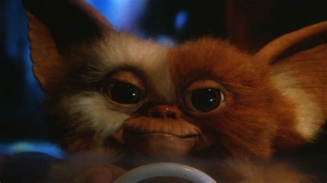 Gizmo Gremlins Spielberg Wiki Fandom