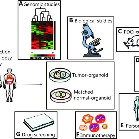 Application Of Patient Derived Organoids Organoids Can Be Established