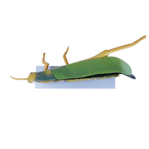 Locust Dissection Model