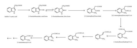 Degradation Pathways Of Indole 3 Acetic Acid In A A Pseudomonas Sp
