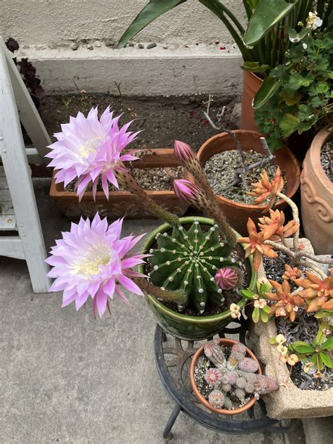 サボテンの花再び パスターミッキー のブログ Bloguru