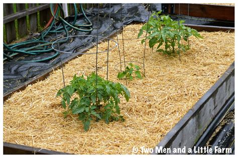 Raised Mulch Around Trees
