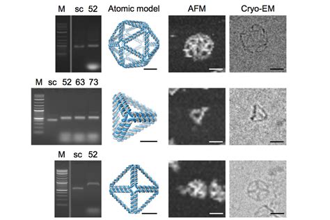 This Algorithm Could Make Dna Origami As Simple As 3d Printing • Techcrunch