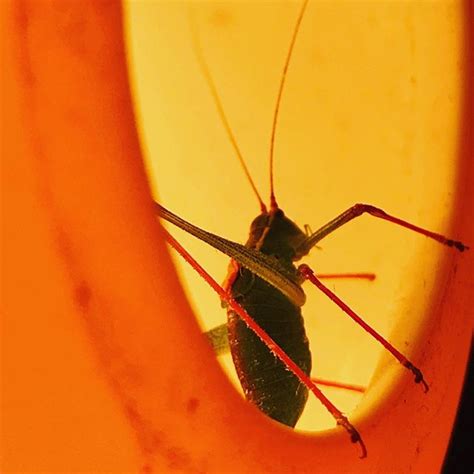 Photographs 1 Bug Bulb Album On Imgur