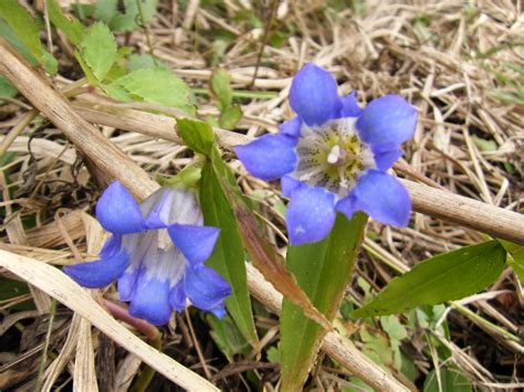 すすきの賑わう秋の仙石原 箱根町