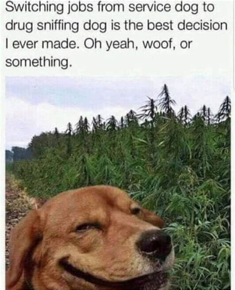 Who Partakes In The Devils Lettuce Meme By Vixi48 Memedroid