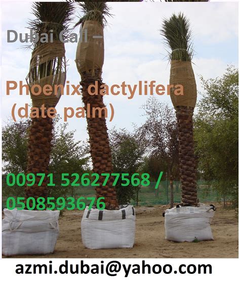 Phoenix Dactylifera Date Palm Imgur