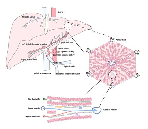 Liver Vascular Anatomy