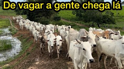 Aprendendo A Criar Gado YouTube