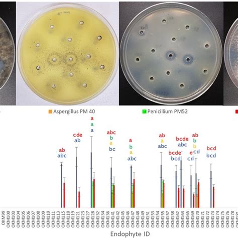 Biocontrol Activity Of 78 Seed Borne Cannabis Endophytes Against