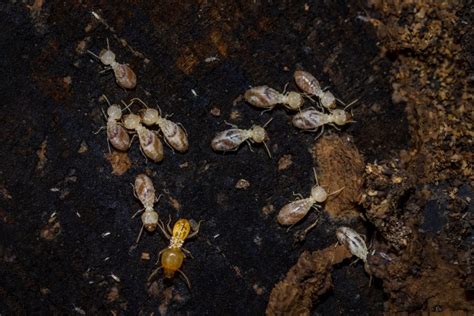 The Lifecycle Habitat And Management Of Termites In Nebraska Recon