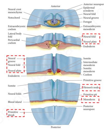 Neurulation And Neural Tube Sept21 Flashcards Quizlet