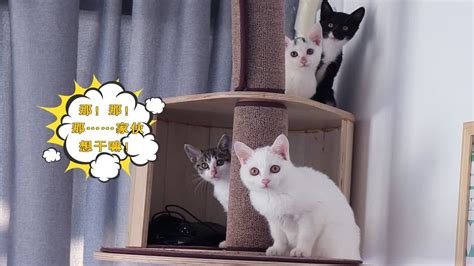 猫咪集体被吓成了雕塑铲屎官笑得停不下来还想再玩一次 YouTube