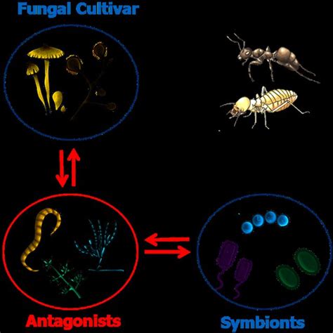 Multilateral Microbe Insect Interactions 1 Insect Symbiont Download Scientific Diagram