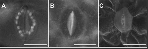 Screenshot 2022 04 11 114947 Plant Stomata Encyclopedia