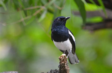 Cara Merawat Burung Kacer Supaya Bagus Untuk Lomba Bukareview