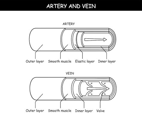 Vein Structure Diagram