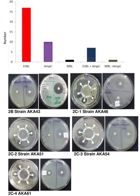 A Phenotypic Classification Of Lactamase Trait Prescribed Tests