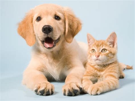 The Impact Of Pets On The Environment Greenstories