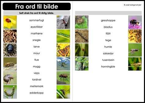 Insekter Og Småkryp Undervisningsmetoder